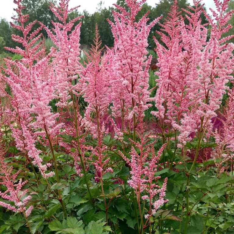 Astilbe 'Mighty Pip' – Jardissimo