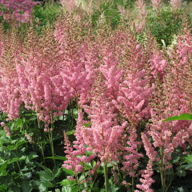 Astilbe 'Vision in Pink' – Jardissimo
