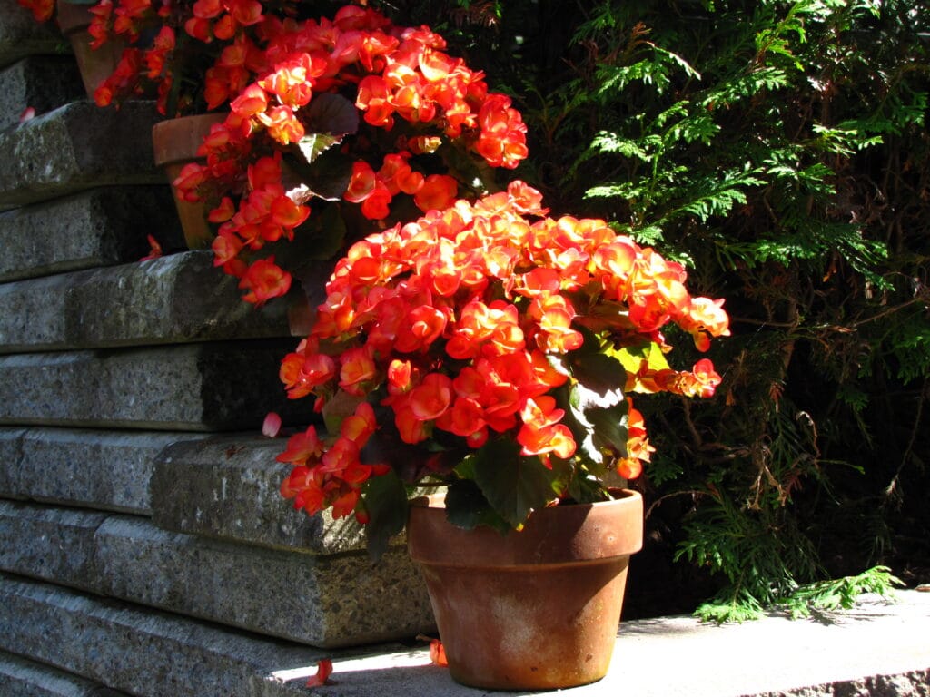 Bégonia 'Rieger' – Jardissimo