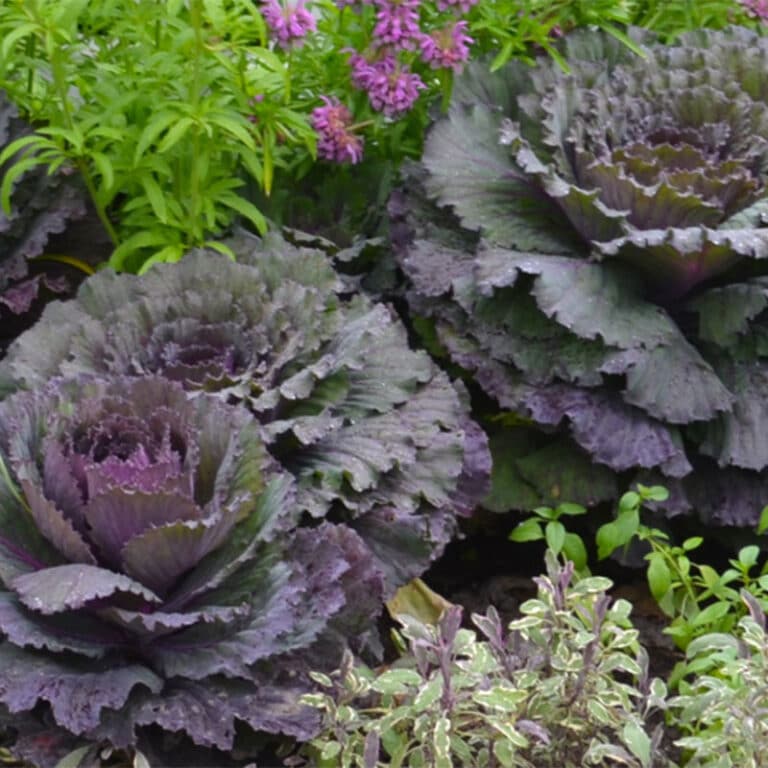 Plantes potagères – Jardissimo