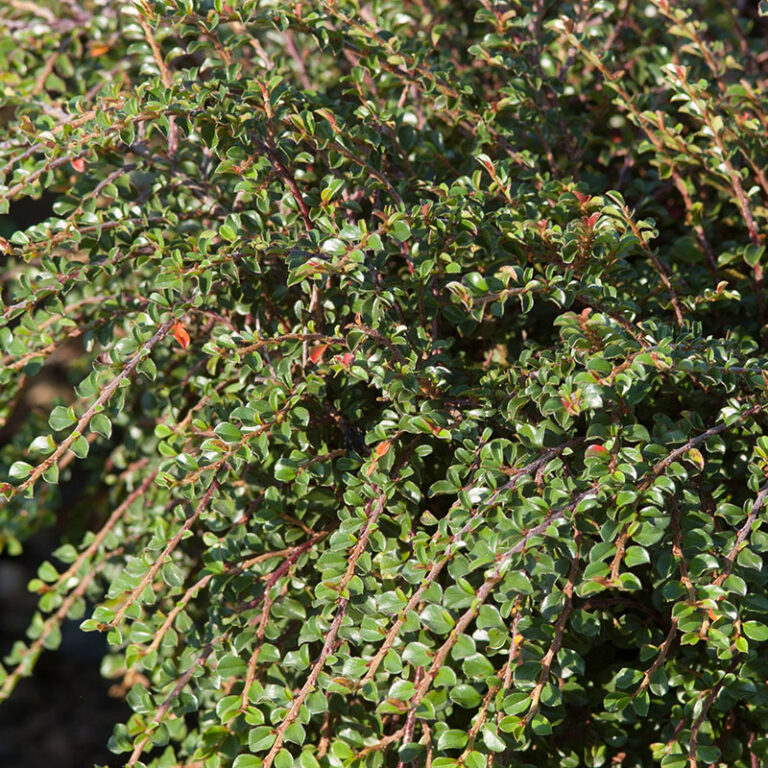 Arbustes – Jardissimo