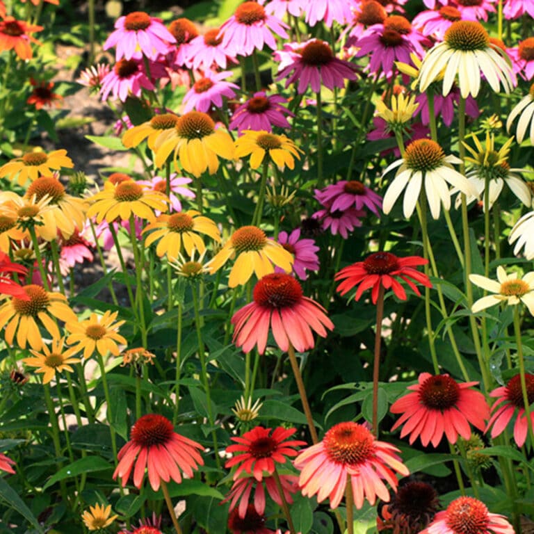 Échinacée 'Cheyenne Spirit' – Jardissimo