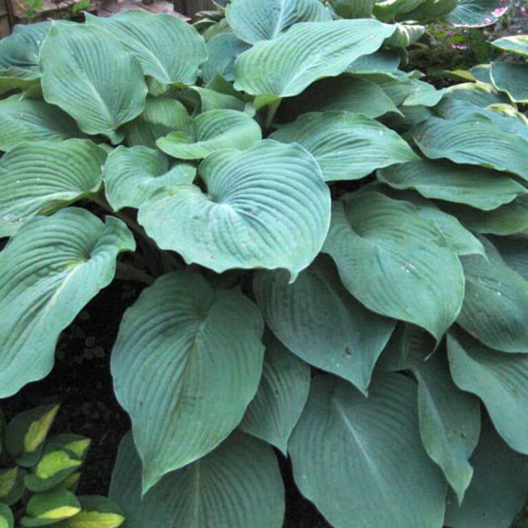 Hosta 'Blue Angel' – Jardissimo