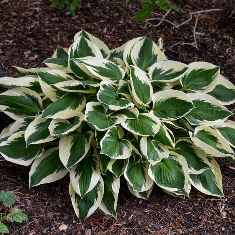 Hosta 'Patriot' – Jardissimo
