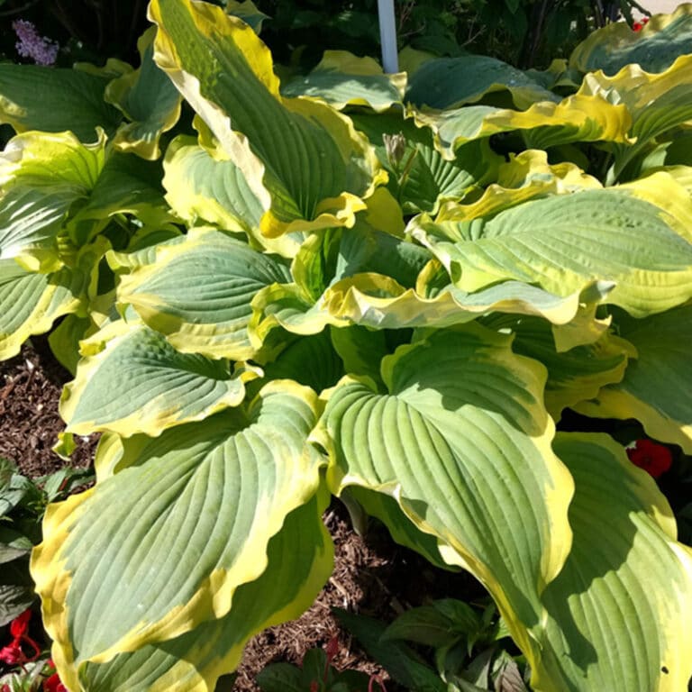 Hosta 'Seducer' PW – Jardissimo