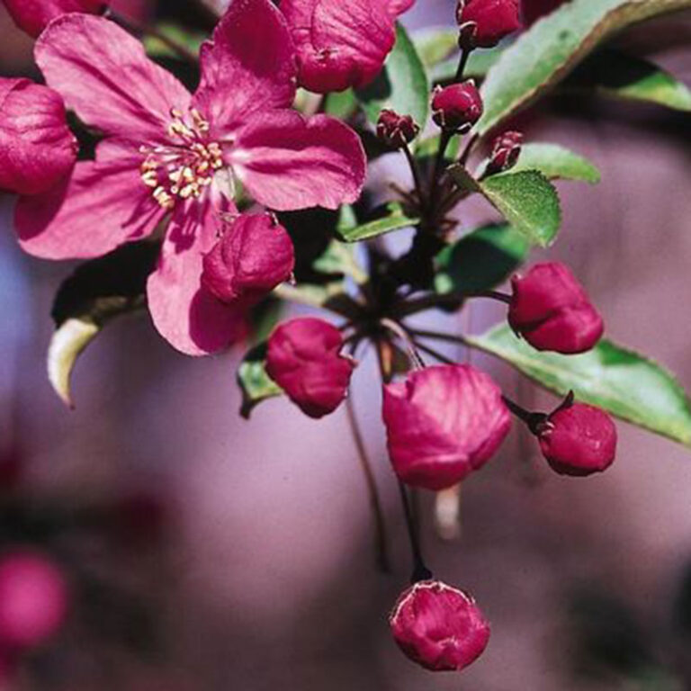 Pommetier 'Prairie Fire' – Jardissimo