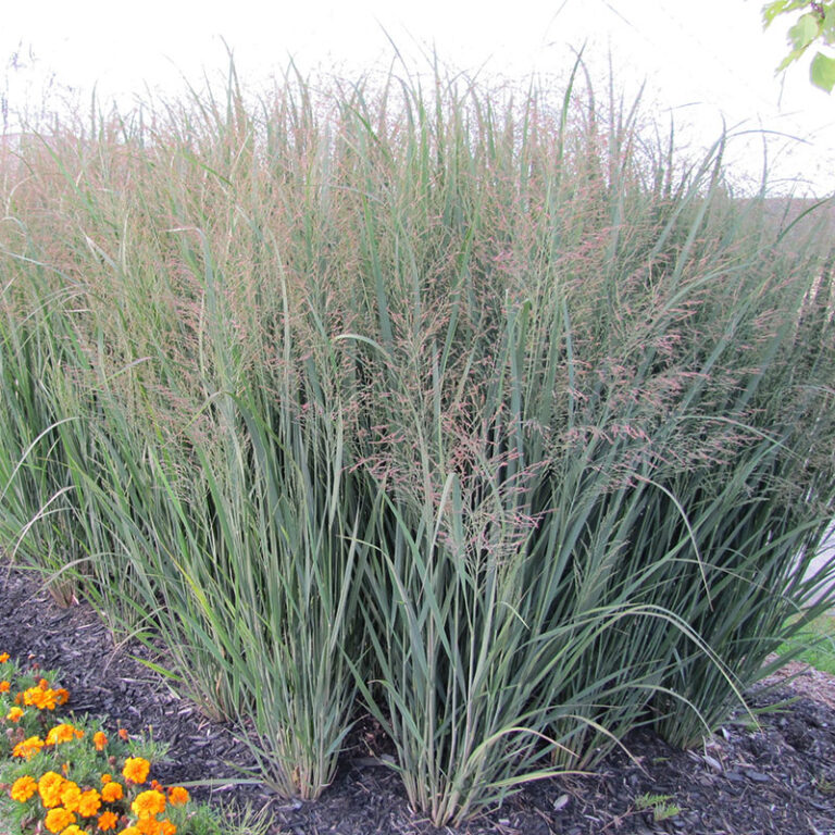 Panic raide 'Northwind' – Jardissimo