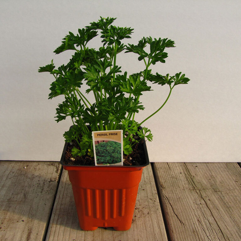 Persil frisé – Jardissimo