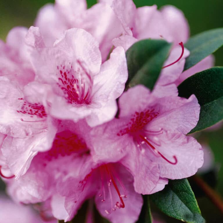 Rhododendron 'Aglo' – Jardissimo