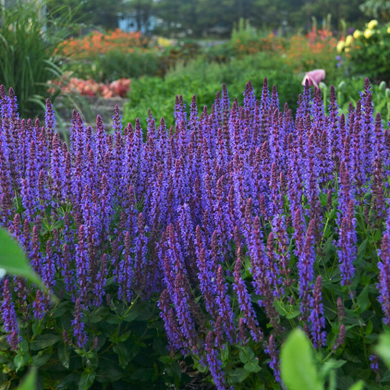 Sauge d'ornement 'Violet Riot' PW – Jardissimo