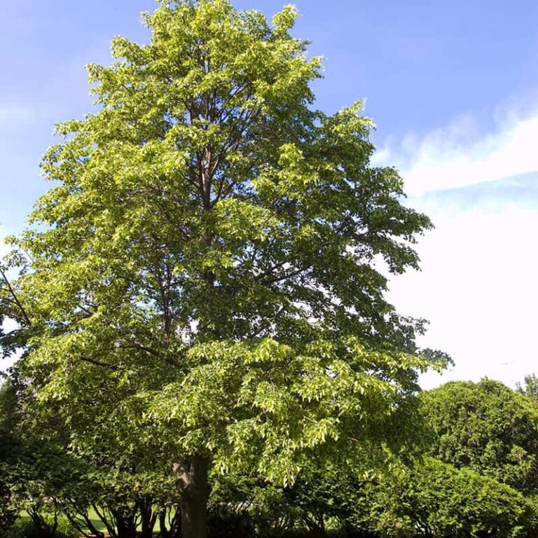 Tilleul 'Greenspire' – Jardissimo