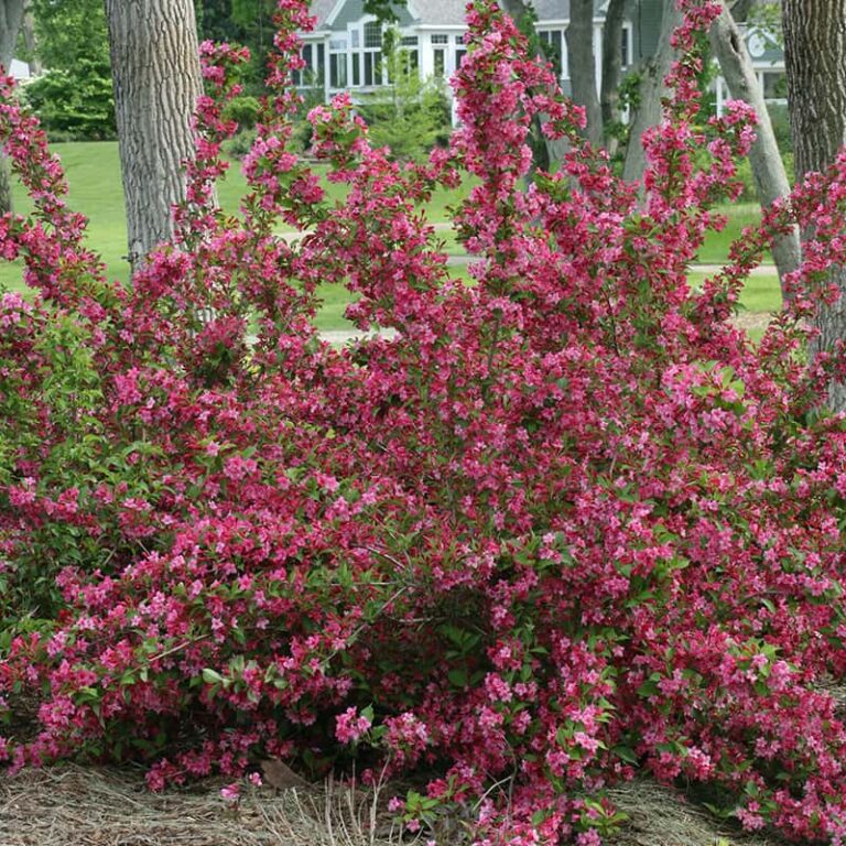 Weigela 'Sonic Bloom Pink' – Jardissimo