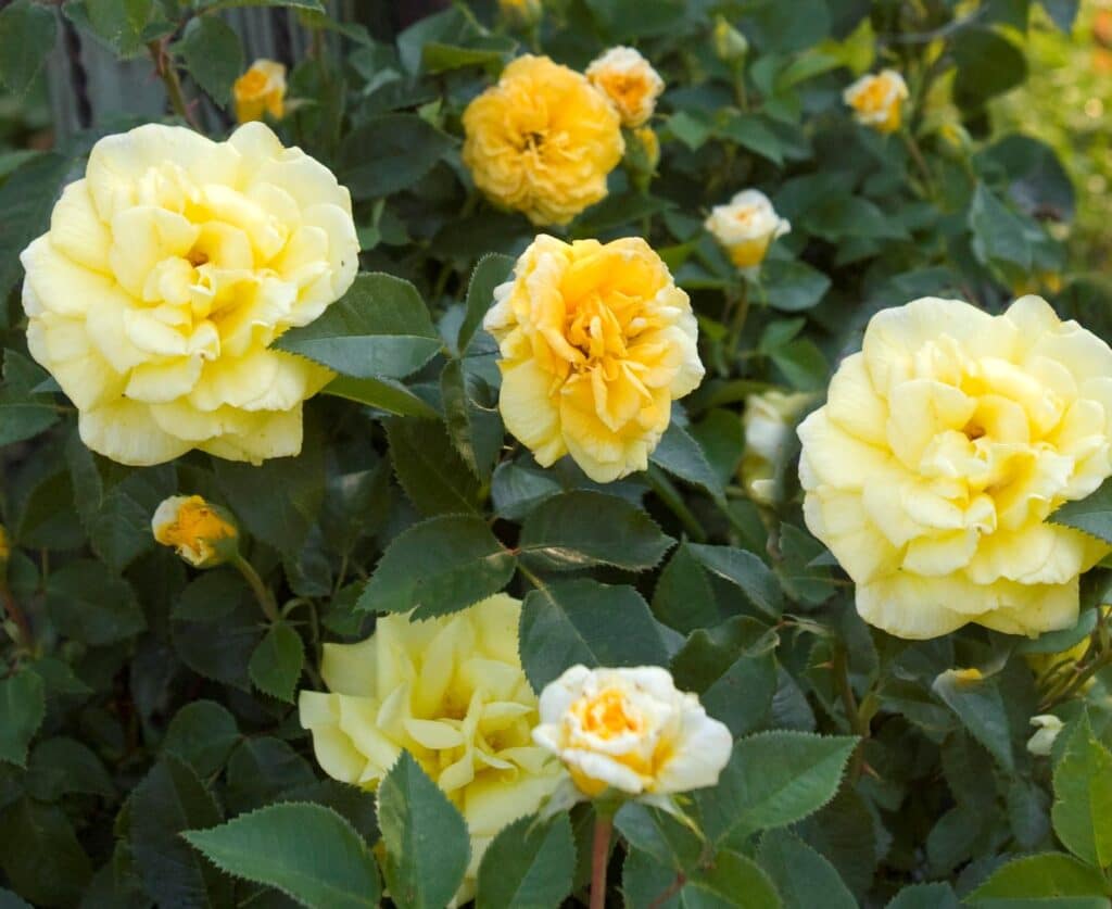 Rosier 'High Voltage' – Jardissimo