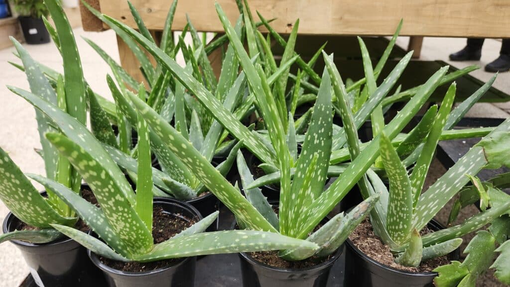Aloe vera – Jardissimo