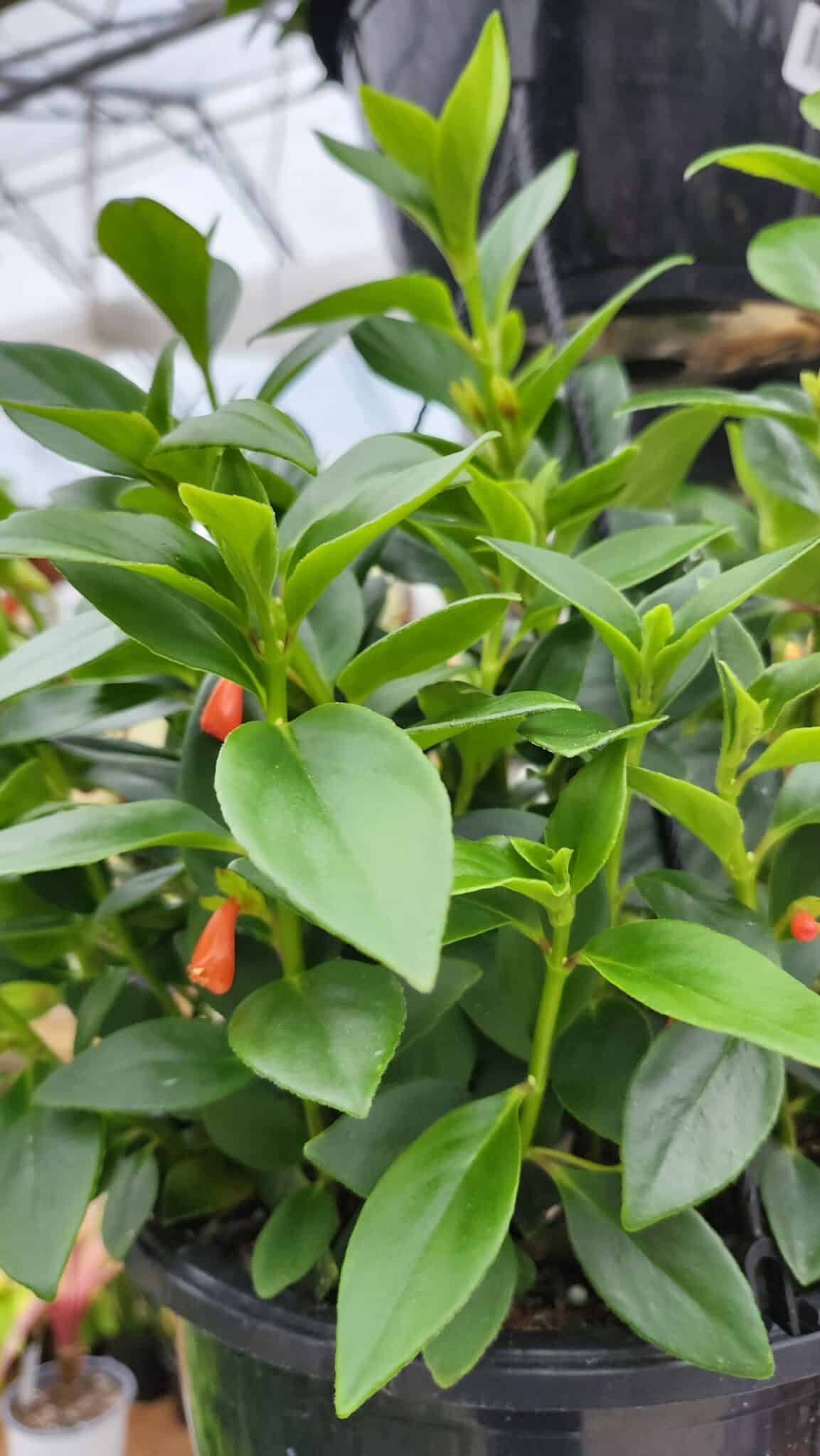 Plante poisson rouge – Jardissimo