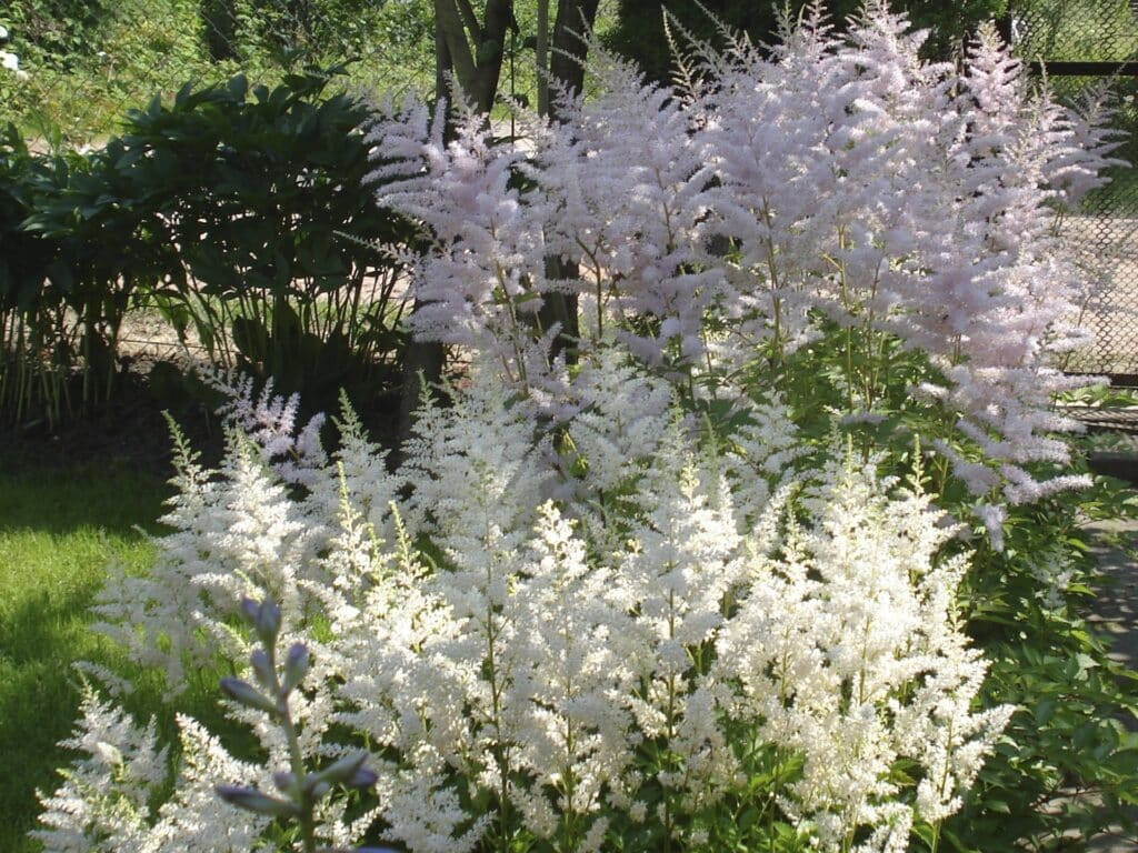 Astilbe 'Diamant' – Jardissimo