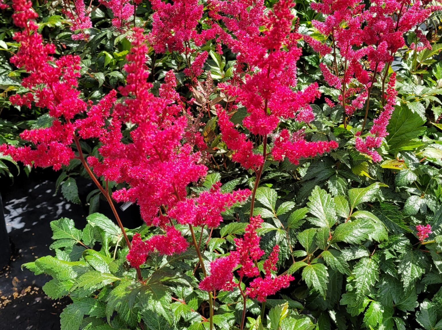 Astilbe 'Fanal' – Jardissimo