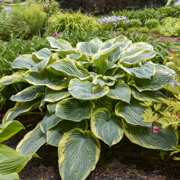 Hosta Gigantosaurus – Jardissimo
