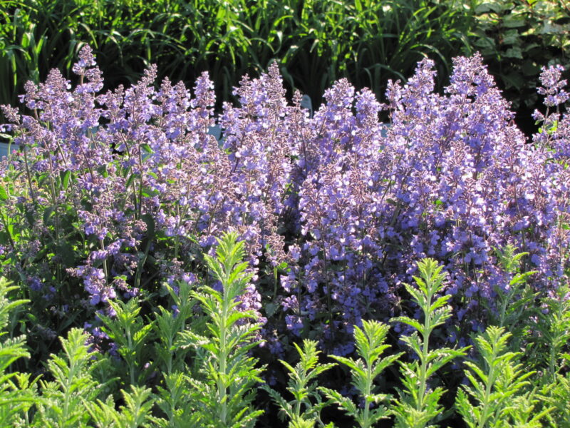 Népéta Walker's Low – Jardissimo