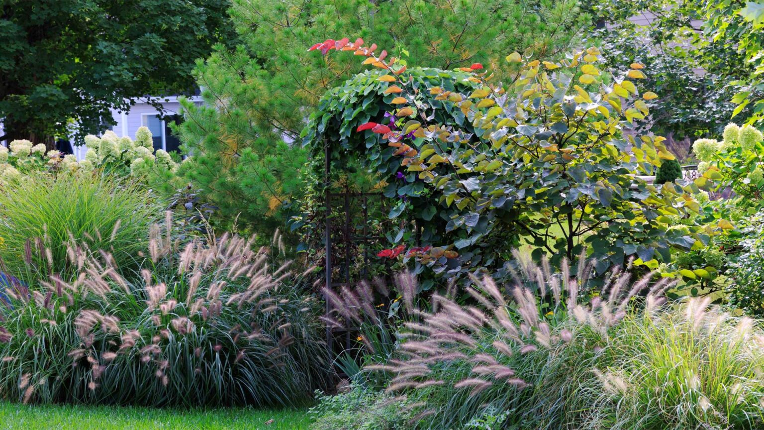 Graminées au jardin : choix, plantation et entretien | Jardissimo